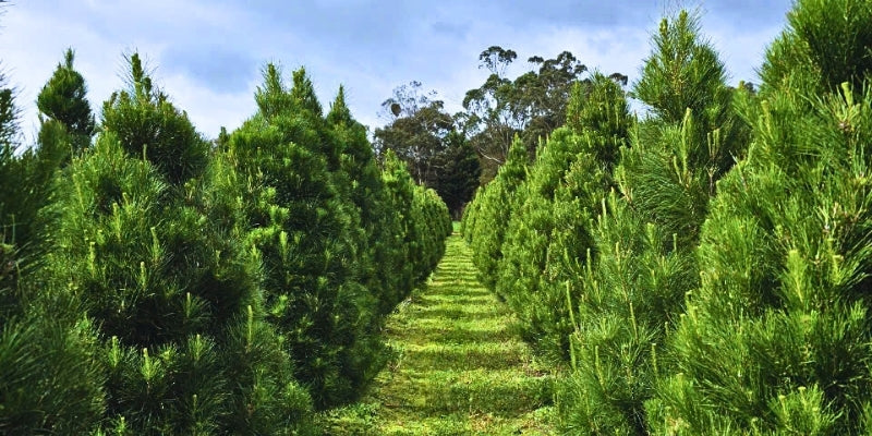 Behind the Scenes: How Real Christmas Trees Are Grown in Melbourne ...