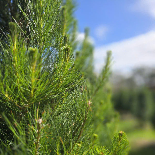 Freshly cut premium Christmas trees in Melbourne – Aussie Real ...